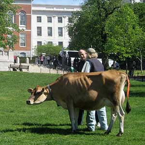 Boston's Backyard: 200 Years of Cows on Boston Common